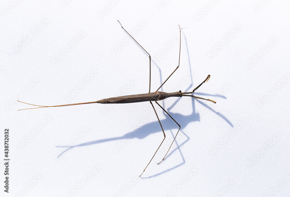 Ranatra linearis is a species of aquatic bug in the Nepidae family ...