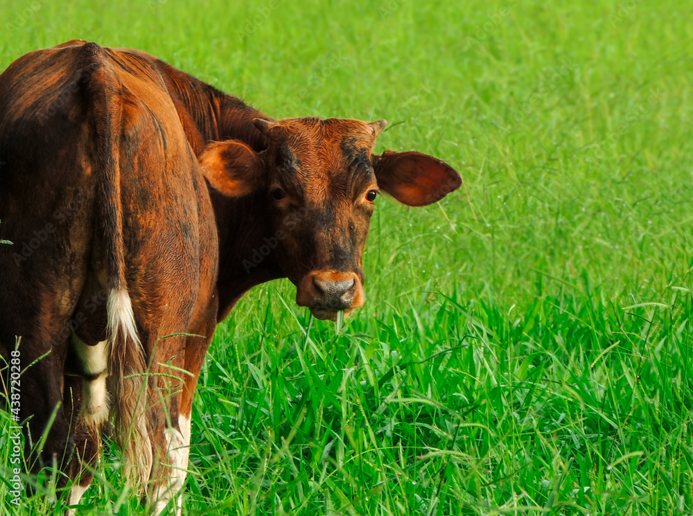 Back view of a beautiful young jersey cow looking back at the camera in ...