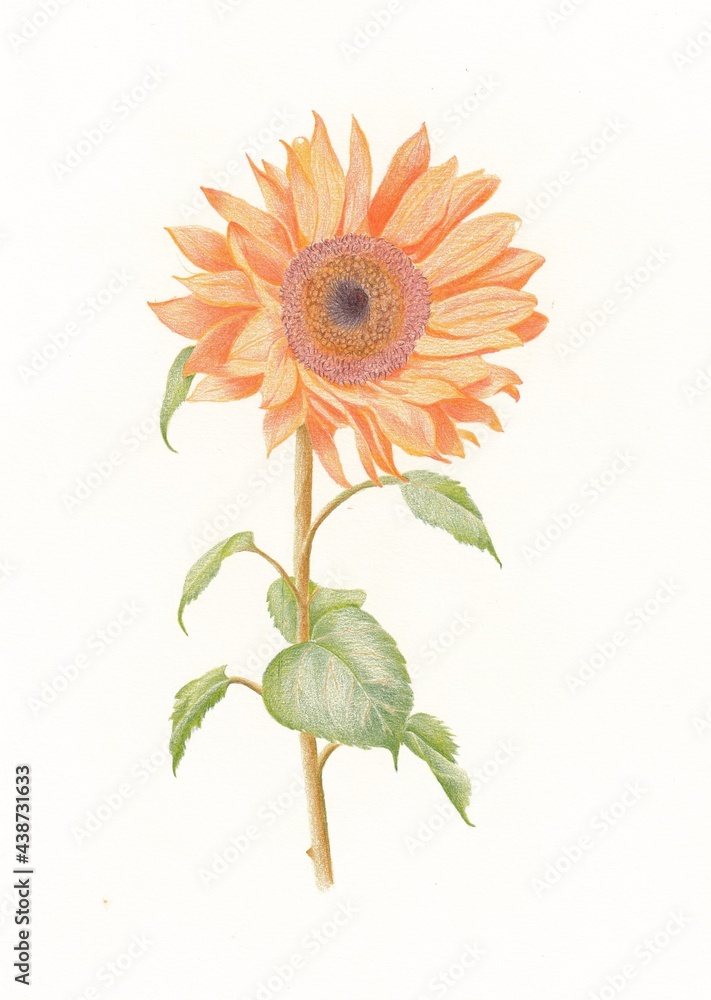 sunflower drawing with color pencil. Hand drawing. Stock Illustration ...