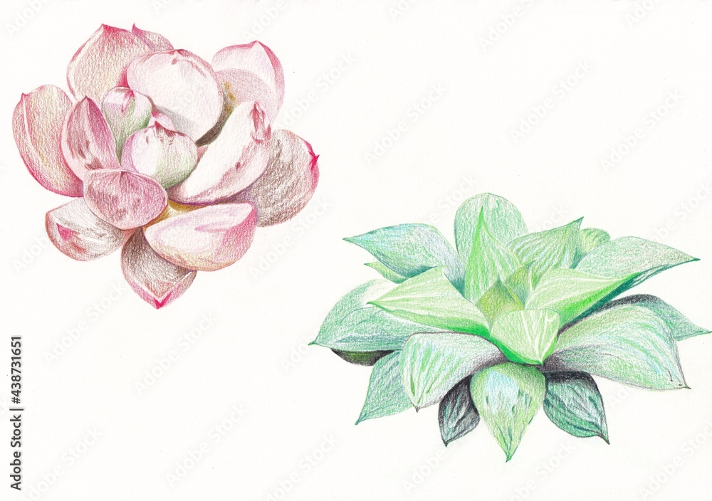 Succulent drawing with color pencil. Hand drawing. Stock Illustration ...