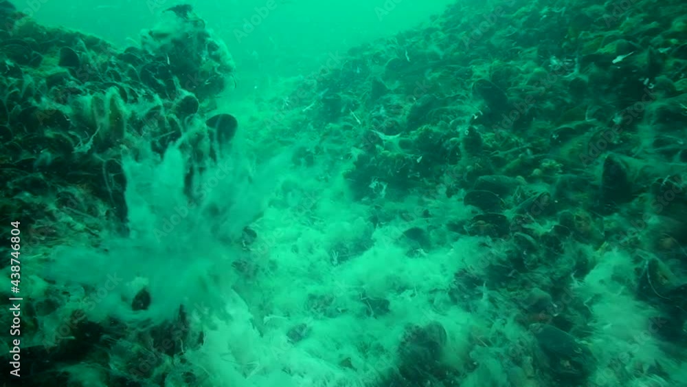 Environmental problem: the mass growth of Sea fungi on the seabed ...