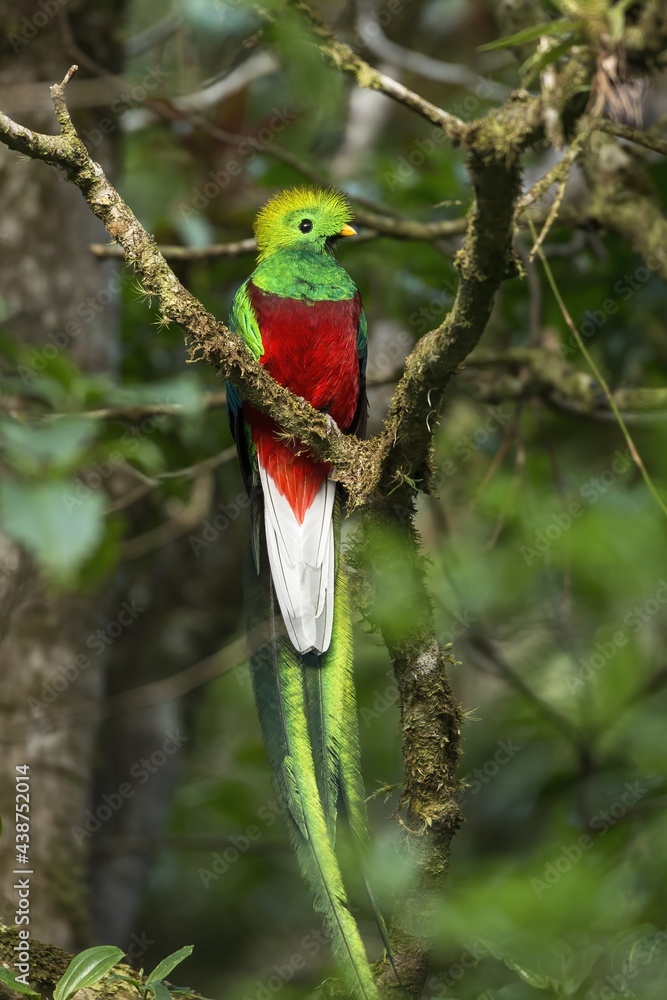 Exotic resplendent quetzal, pharomachrus mocinno, sitting on a branch ...