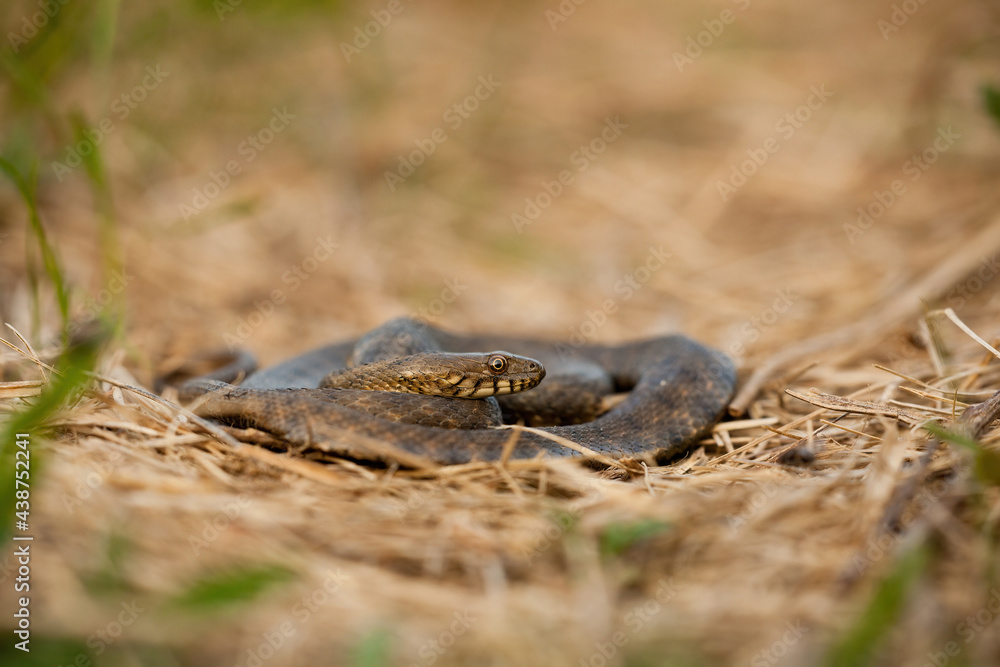 Foto de Dice snake, natrix tessellata, hiding in a dry grass on a ...