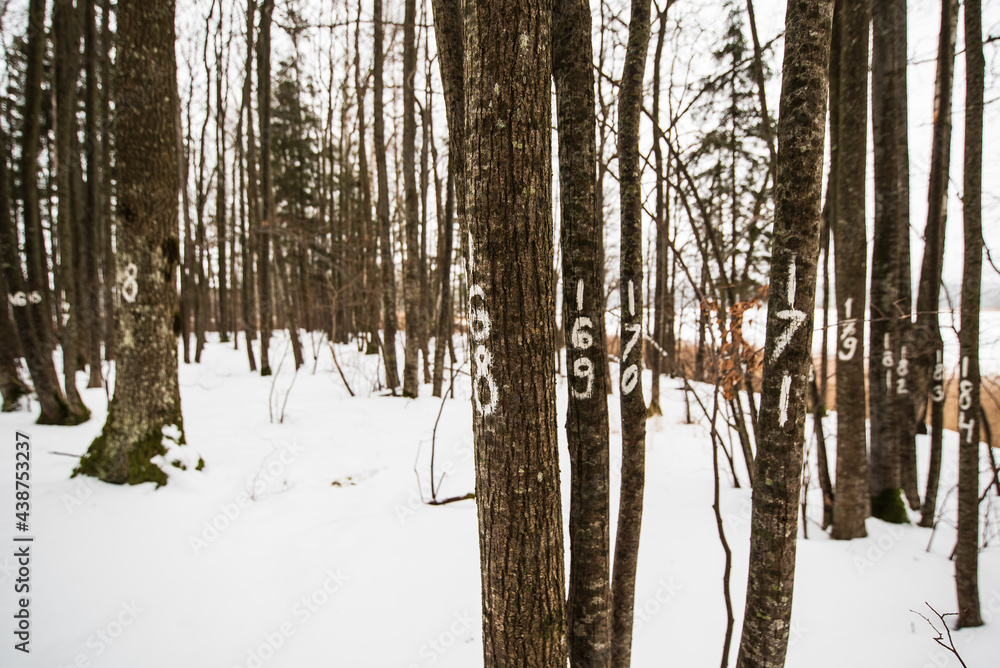 Forest monitoring area with marked trees for possible environment ...