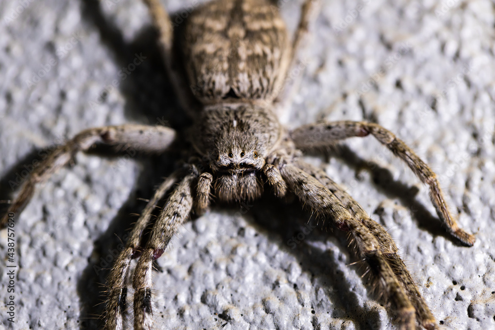 Foto de An australian huntsman spider sparassidae heteropodidae a large ...