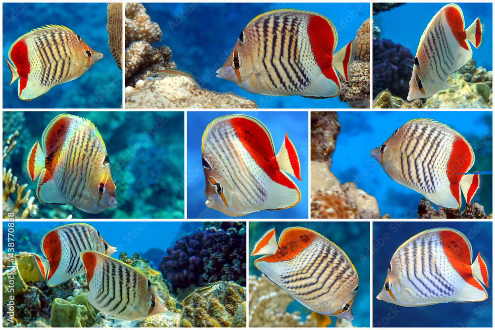 Coral fish - Crown butterflyfish - Chaetodon paucifasciatus in red sea ...
