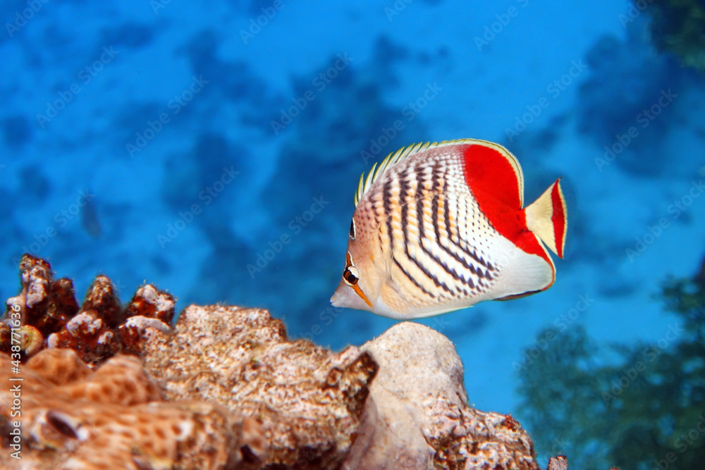Coral fish - Crown butterflyfish - Chaetodon paucifasciatus in red sea ...