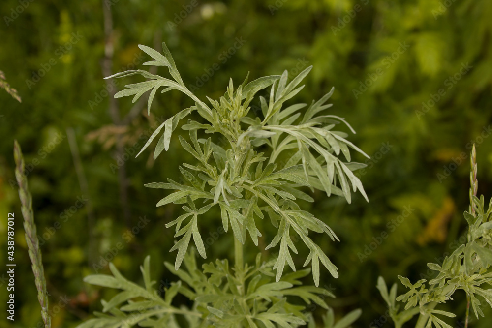 Wormwood leaves on a dark background, beautiful green wormwood for the ...