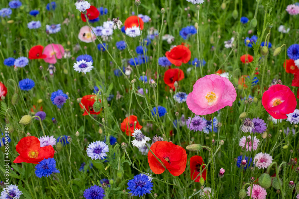 Colourful wild flowers, including poppies and cornflowers, on a ...