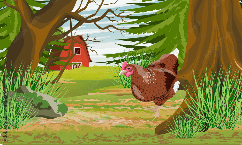 The brown hen goes to the forest. Countryside with a red barn and a ...