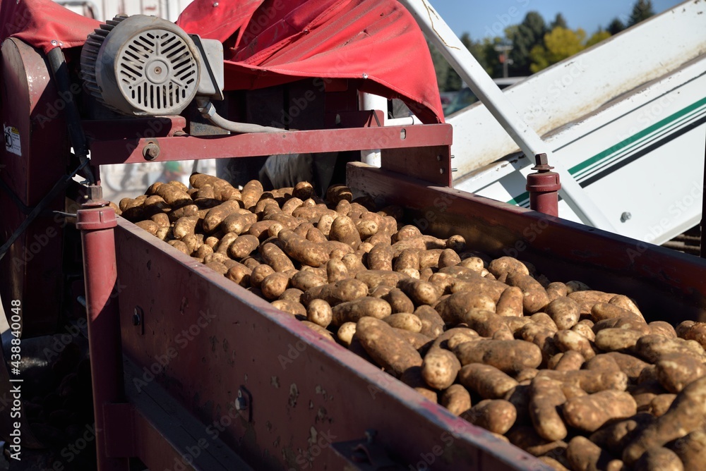 Agriculture: One of the many steps in potato sorting, as the tubers ...