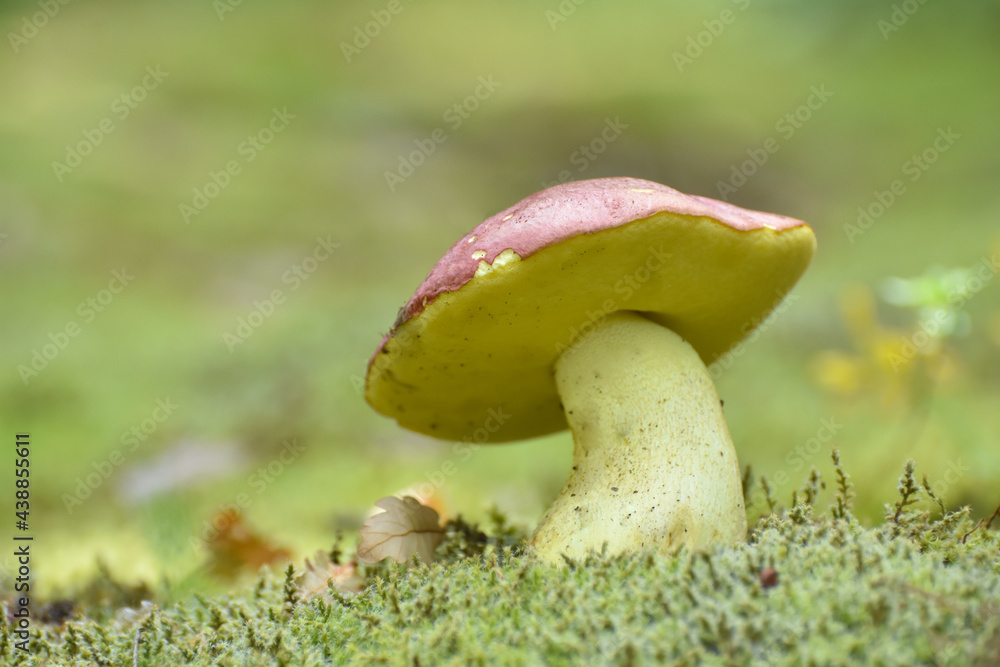 Butyriboletus regius Boletus regius royal bolete or red-capped butter ...