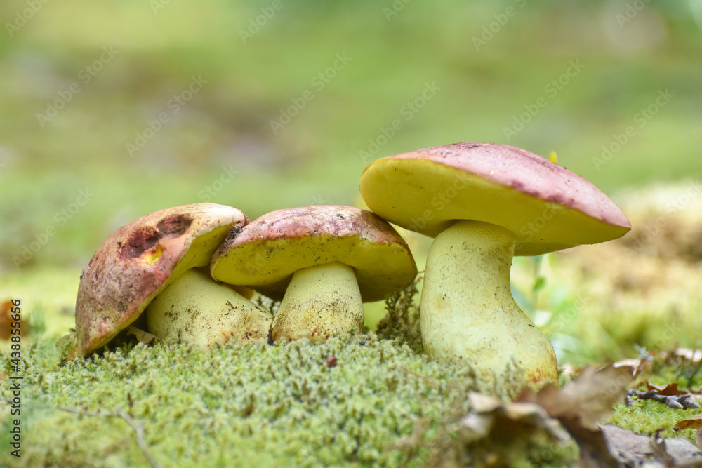 Butyriboletus regius Boletus regius royal bolete or red-capped butter ...