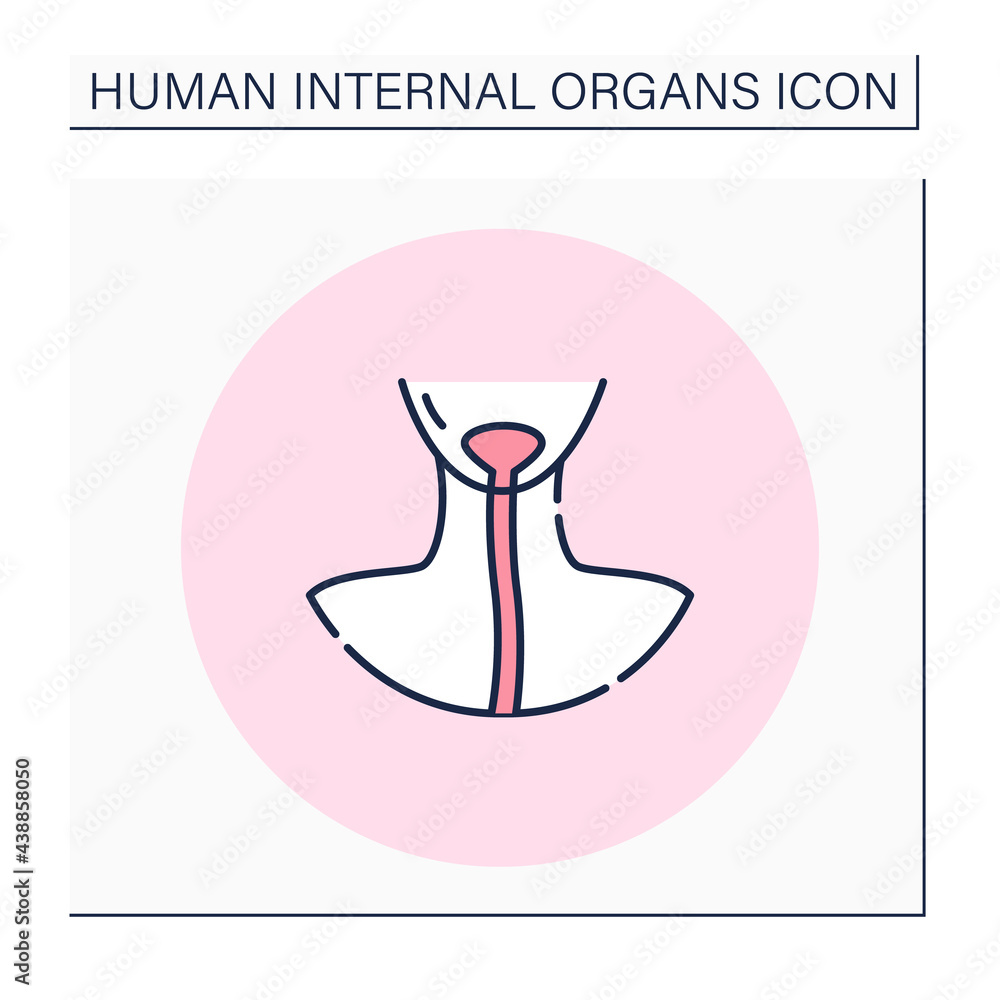 Esophagus color icon. Food pipe or gullet. Connecting throat, pharynx ...