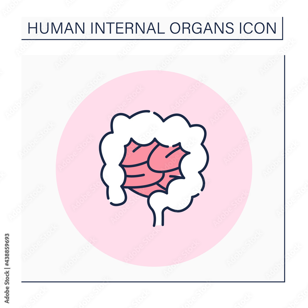 Intestines color icon. Gastrointestinal tract part. Digestive system ...