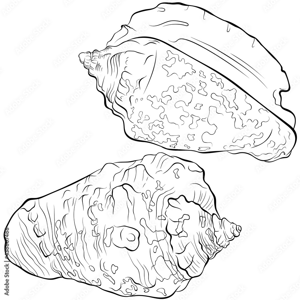 Spiral Seashell Drawings