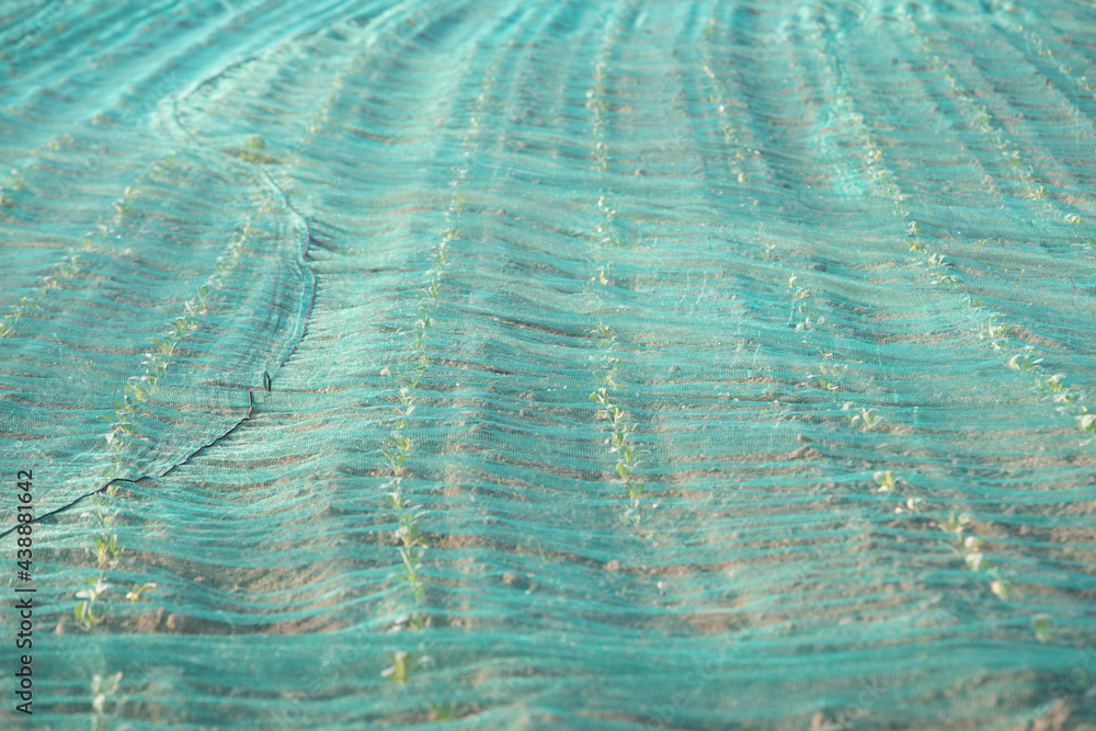 a large net in a field to protect the plants from birds Stock Photo ...