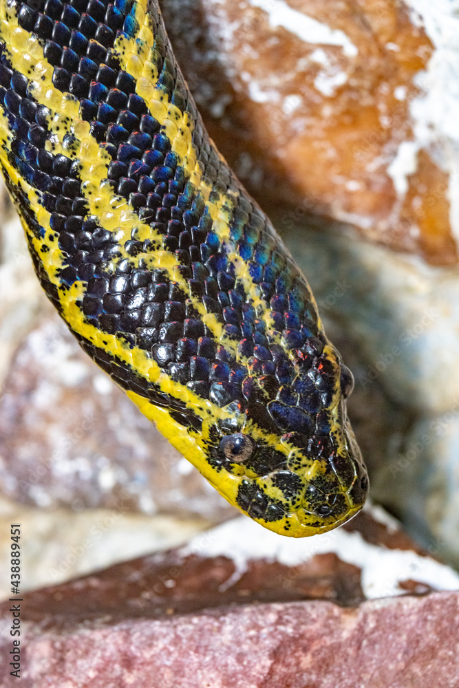 Eunectes notaeus. The Paraguayan anaconda. southern anaconda. yellow ...