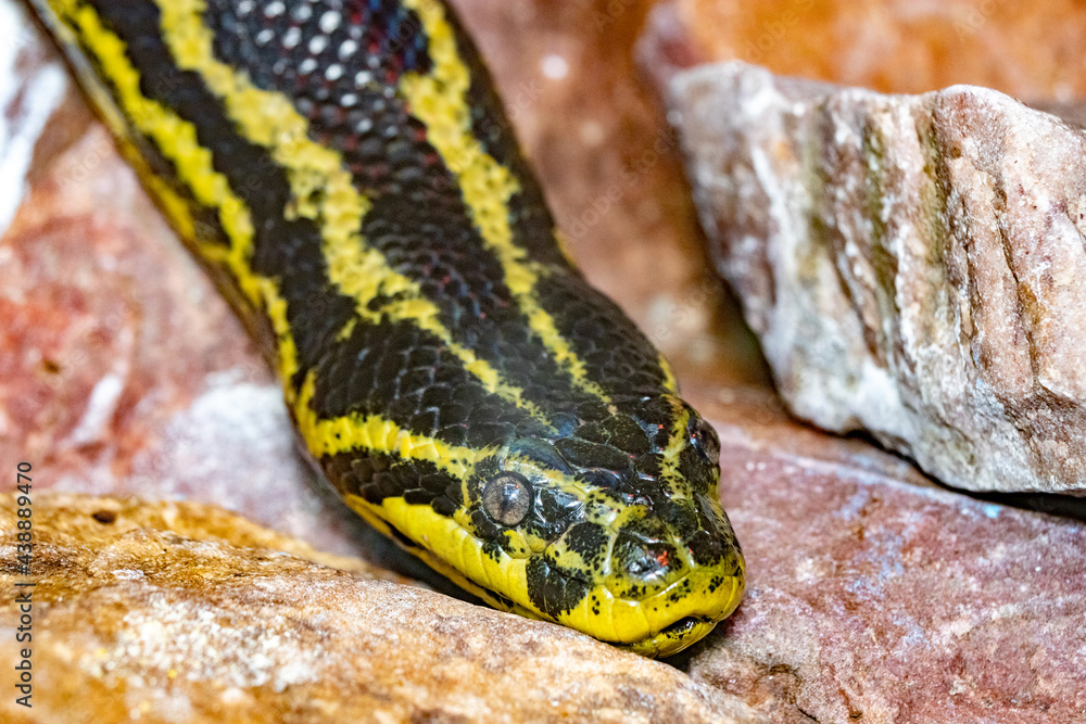 Eunectes notaeus. The Paraguayan anaconda. southern anaconda. yellow ...