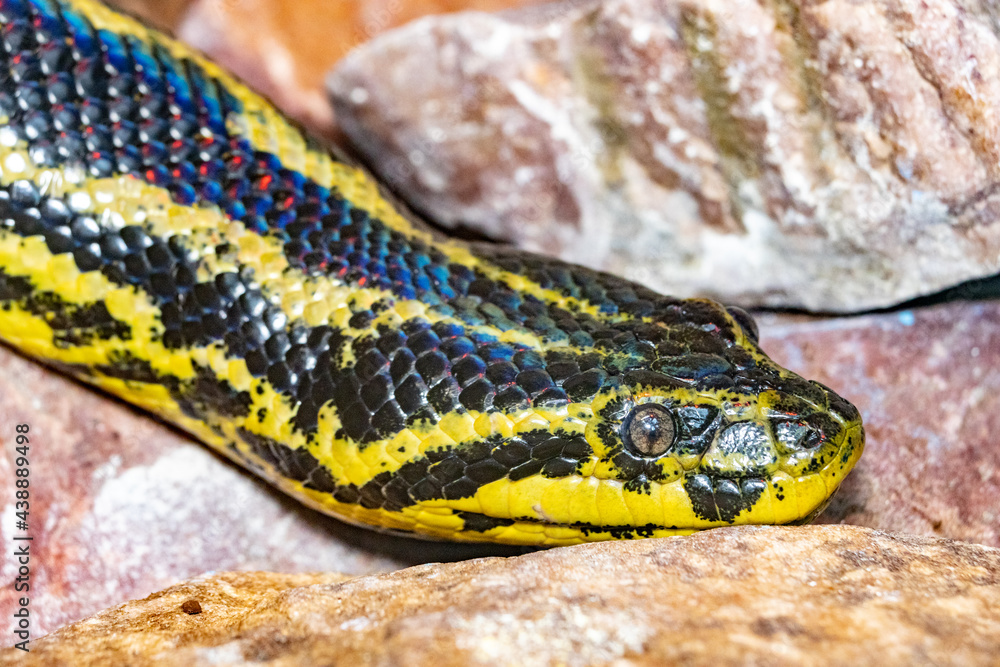 Eunectes notaeus. The Paraguayan anaconda. southern anaconda. yellow ...