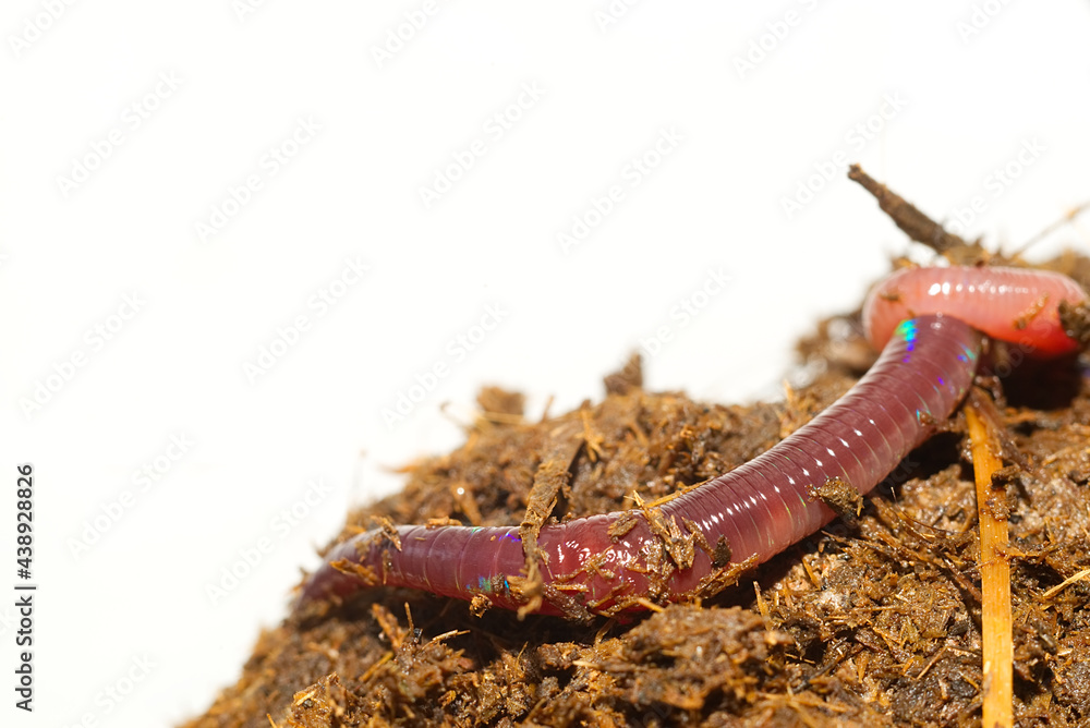 Close-up macro photo of earthworm or nightcrawler in fertile soil and ...