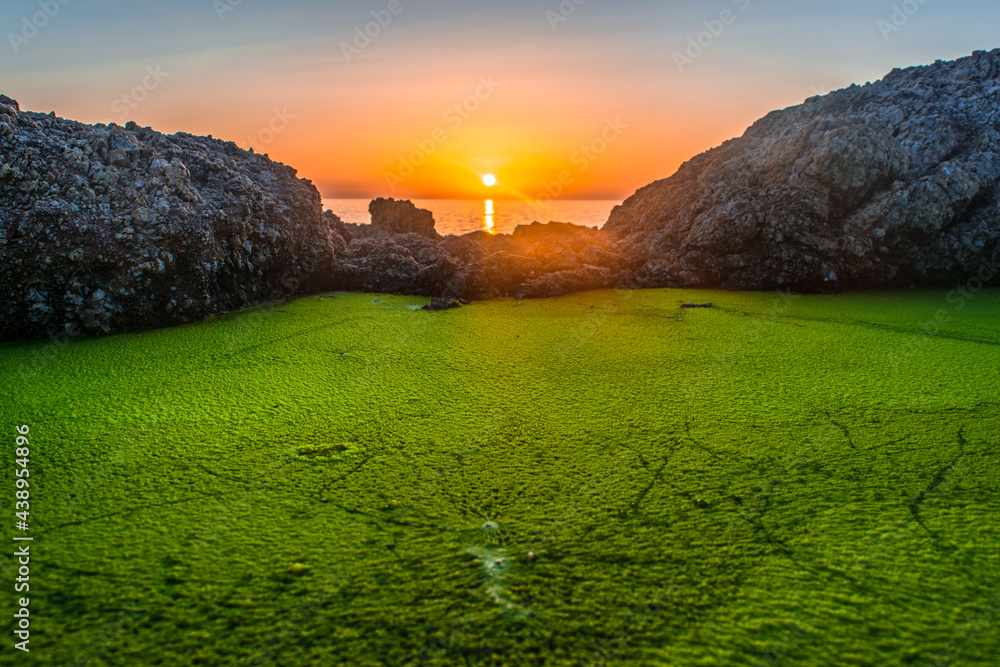 Flowers blue, green algae in the lake water, green algae on the surface ...