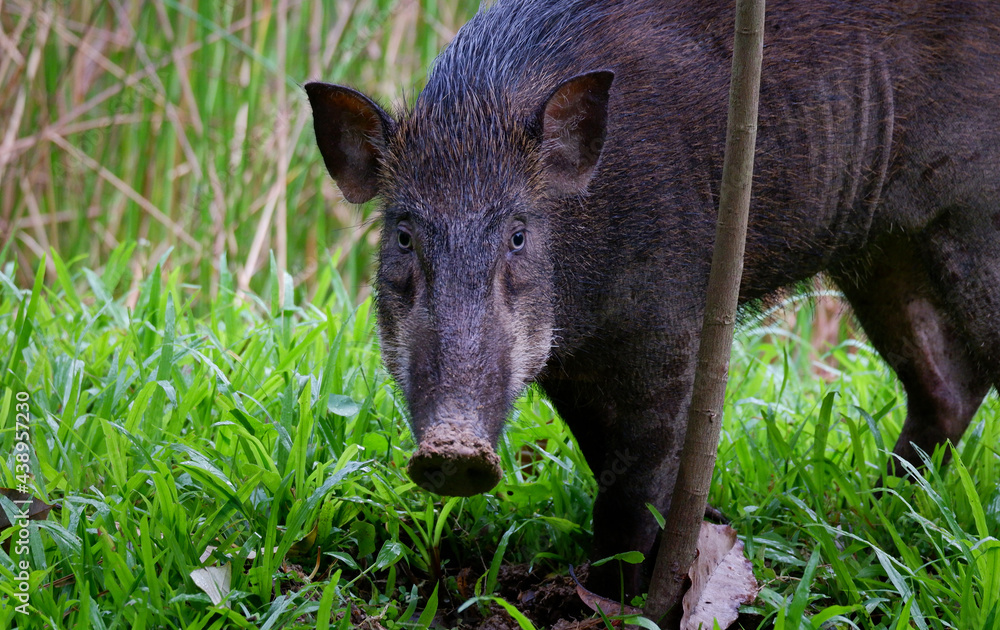 Wild boar commonly seen in parks in Singapore Stock Photo | Adobe Stock