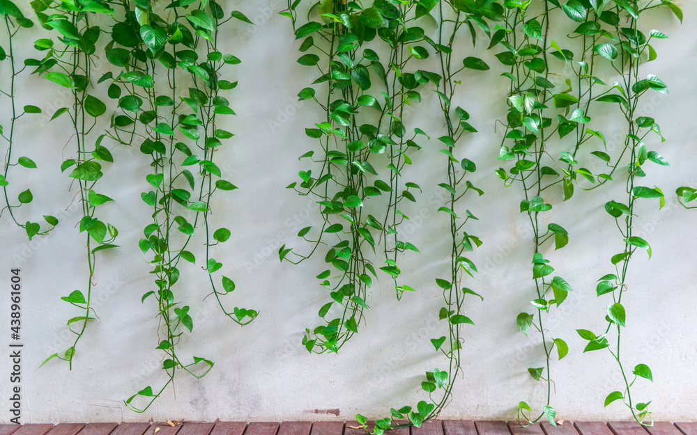 Green wall with Epipremnum aureum. Fito wall with green plant in office ...
