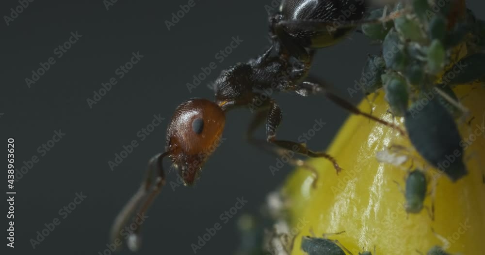 Ants and colony of aphids on a small berry of a plant.A small yellow ...