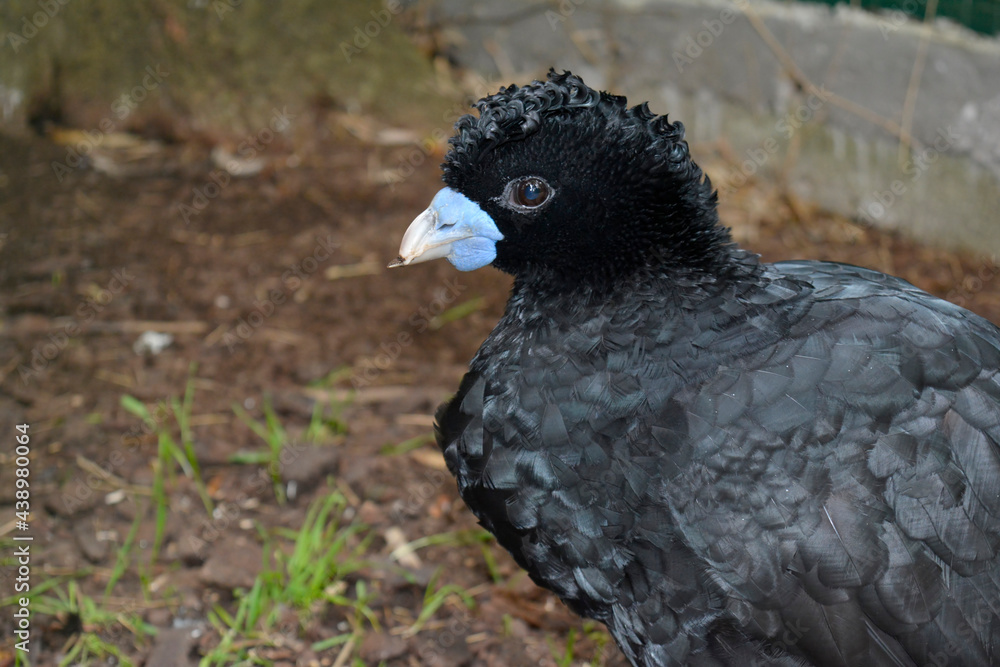 Crax alberti Blue-beaked curassow Stock Photo | Adobe Stock