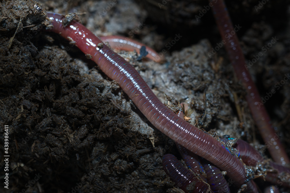 Beautiful closeup macro photo of earthworm drill and adventure in the ...