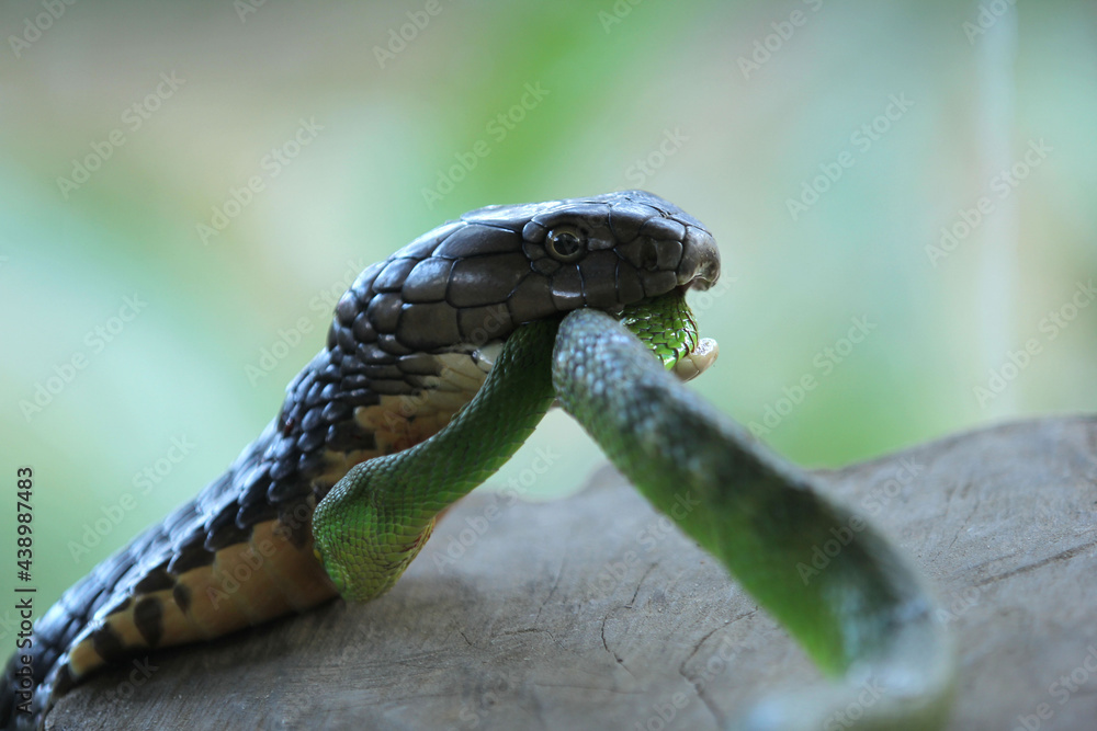 King Cobra Eating