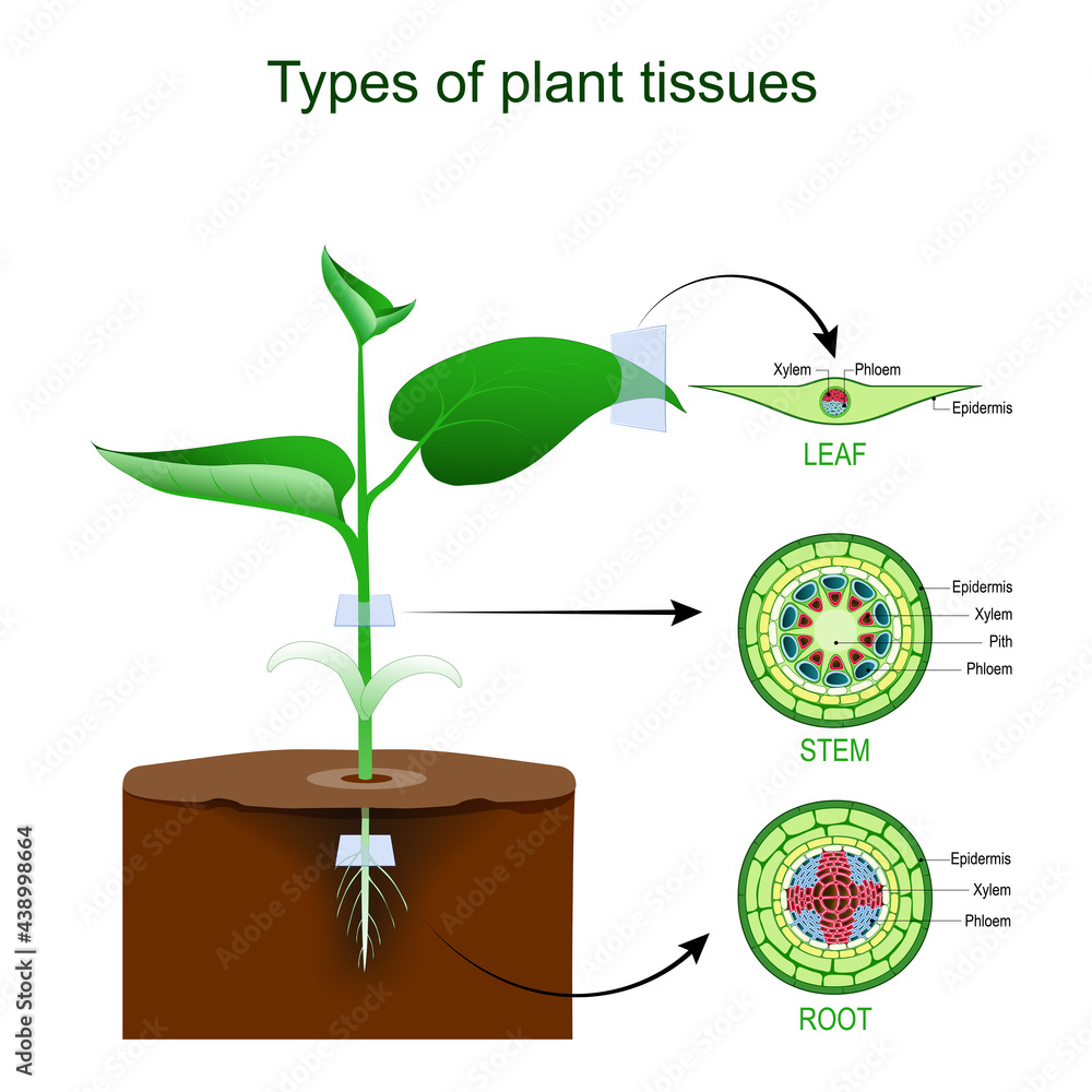 Poster plant tissues. Cross section of Root, stem and leaf – Muurposter ...