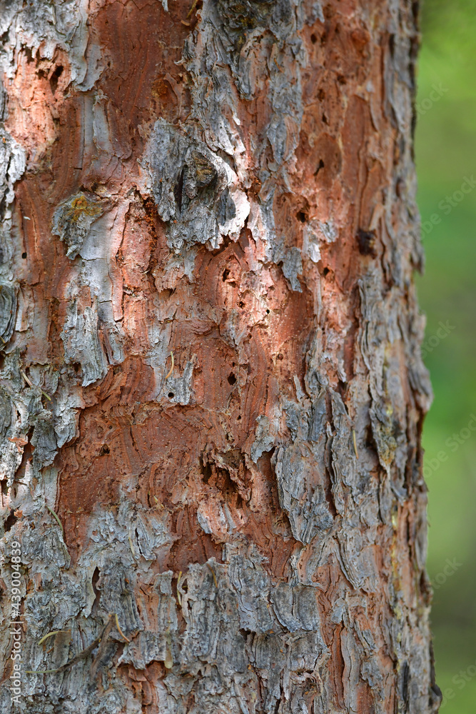 Evident damage to a white spruce tree in Alaska caused by an ...
