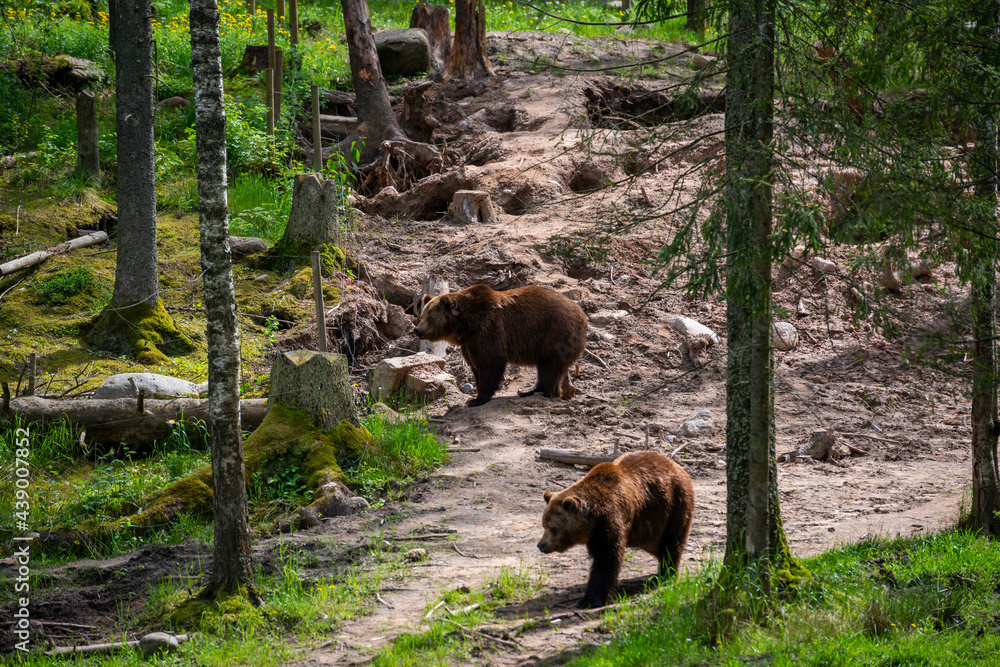 Brown bears in the forest up close. Wildlife scene from spring nature ...