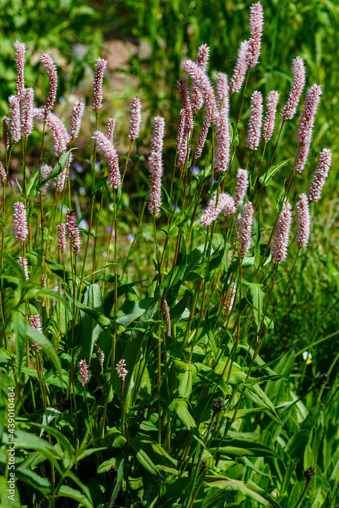 Blossoms of the Common Bistort, Bistorta officinalis. Snakeroot, Snake ...