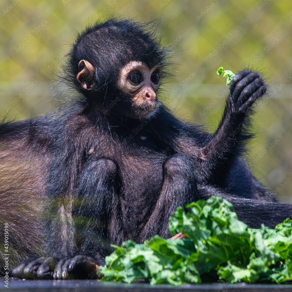 Cute Baby Spider Monkeys