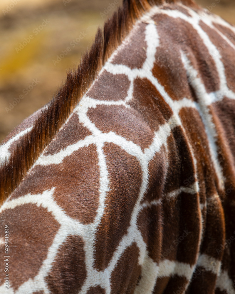 Giraffe Markings Stock Photo | Adobe Stock
