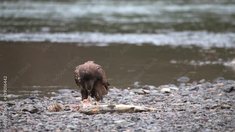 Vídeo do Stock: immature bald eagle feeding on a chum salmon carcass during the winter along the ...