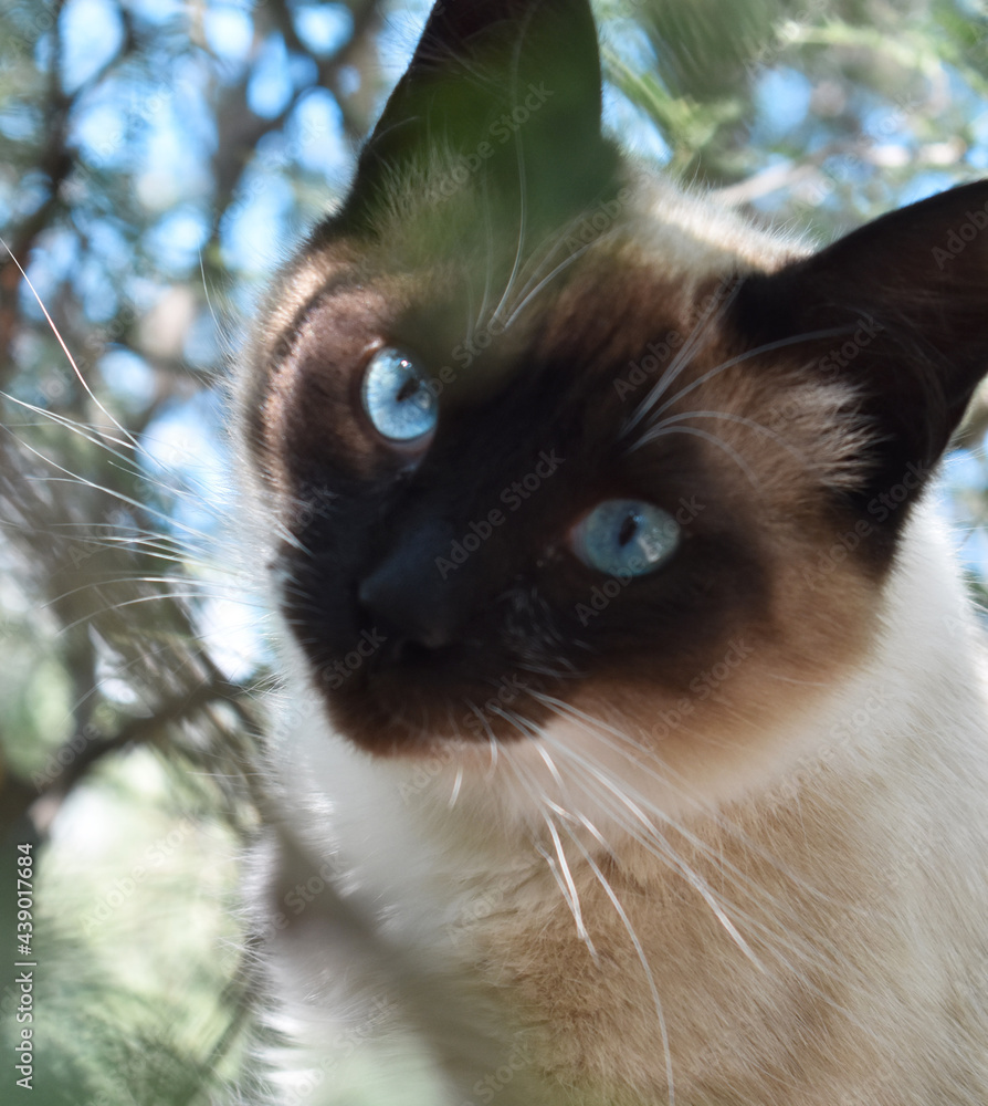 Gato capuchino con ojos azules Stock Photo | Adobe Stock