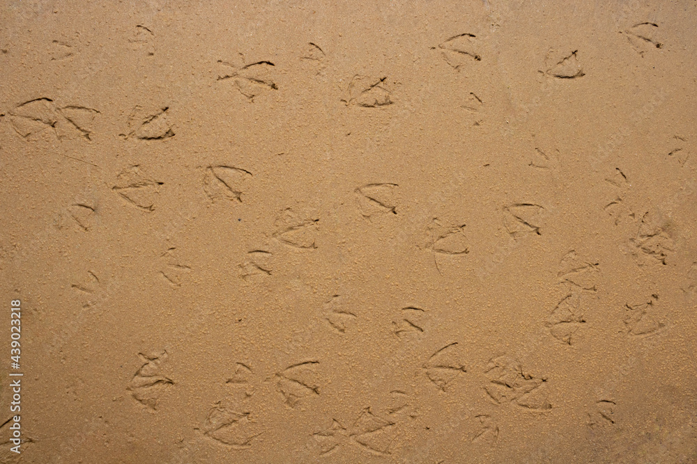 Bird tracks on the yellow wet sand. Summer beach background. Seagull ...