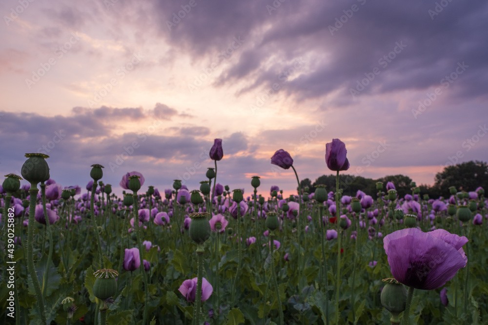 lila Mohn, Mohnfeld im Abendlicht, Mohnblumen Stock Photo | Adobe Stock