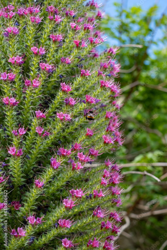 Unusual Echium Pininana plant, also known as Giant Viper's Bugloss or ...
