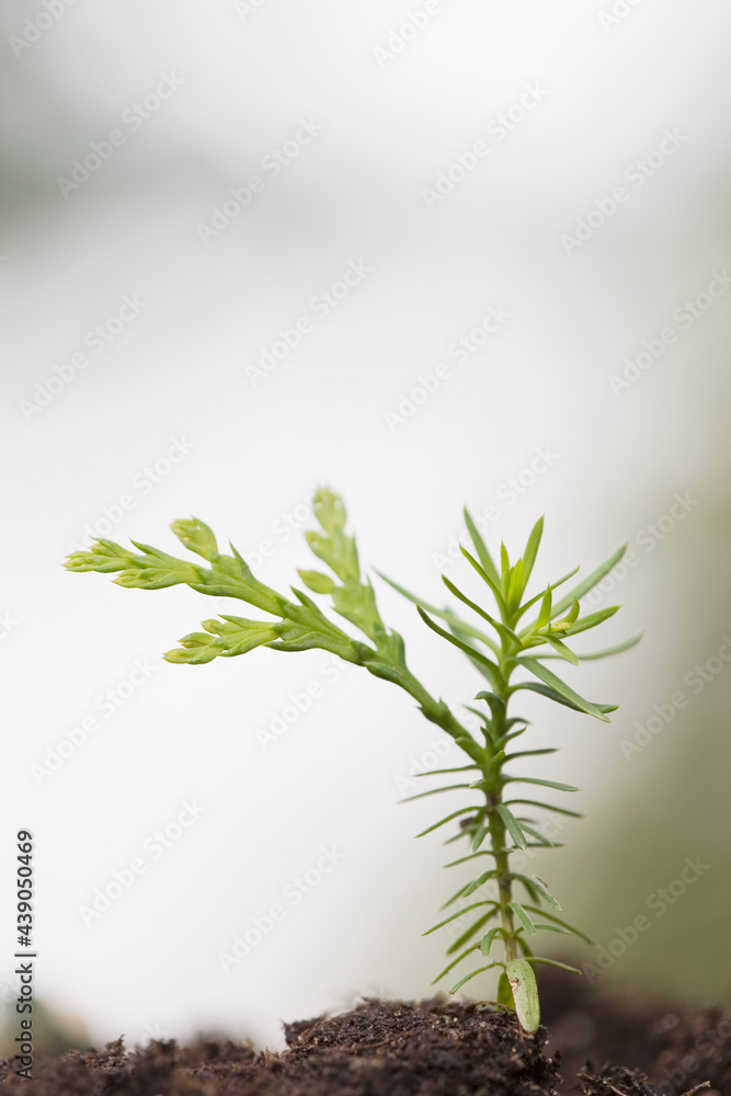 Eastern White Cedar seedling (Thuja occidentalis) Stock Photo | Adobe Stock