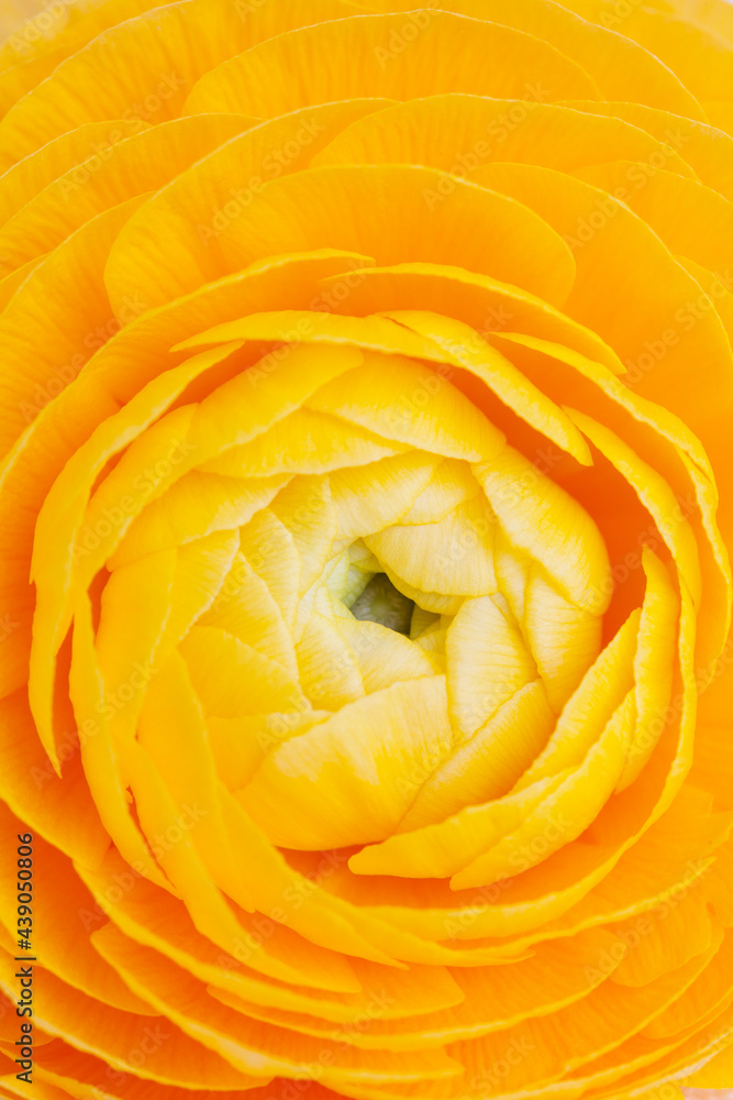 Extreme close-up of yellow ranunculus flower Stock Photo | Adobe Stock