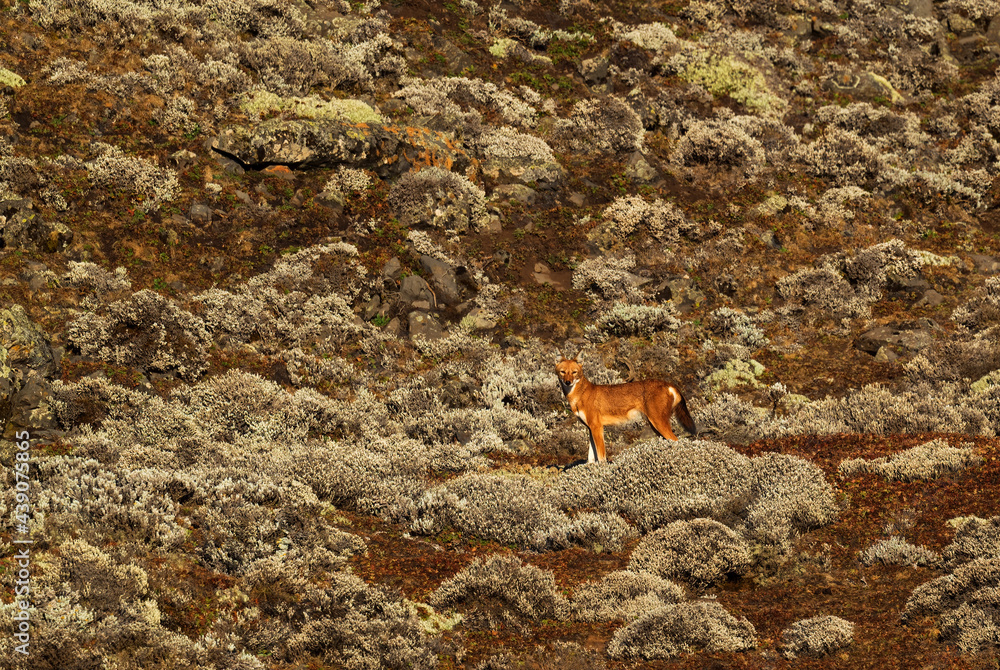 Ethiopian Wolf - Canis simensis, beautiful endangered wolf endemic in ...