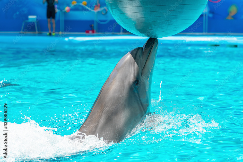 Dolphin with a ball during a performance at the dolphinarium Stock ...
