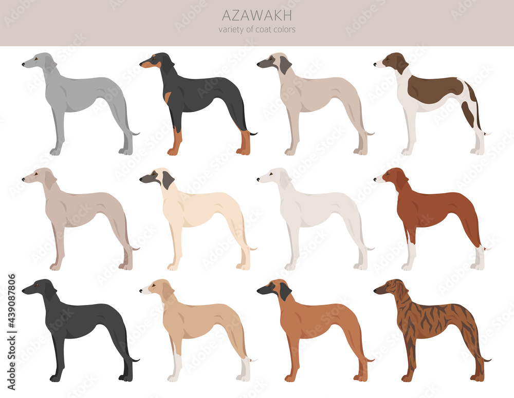 Azawakh all colours clipart. Different coat colors and poses set Stock ...