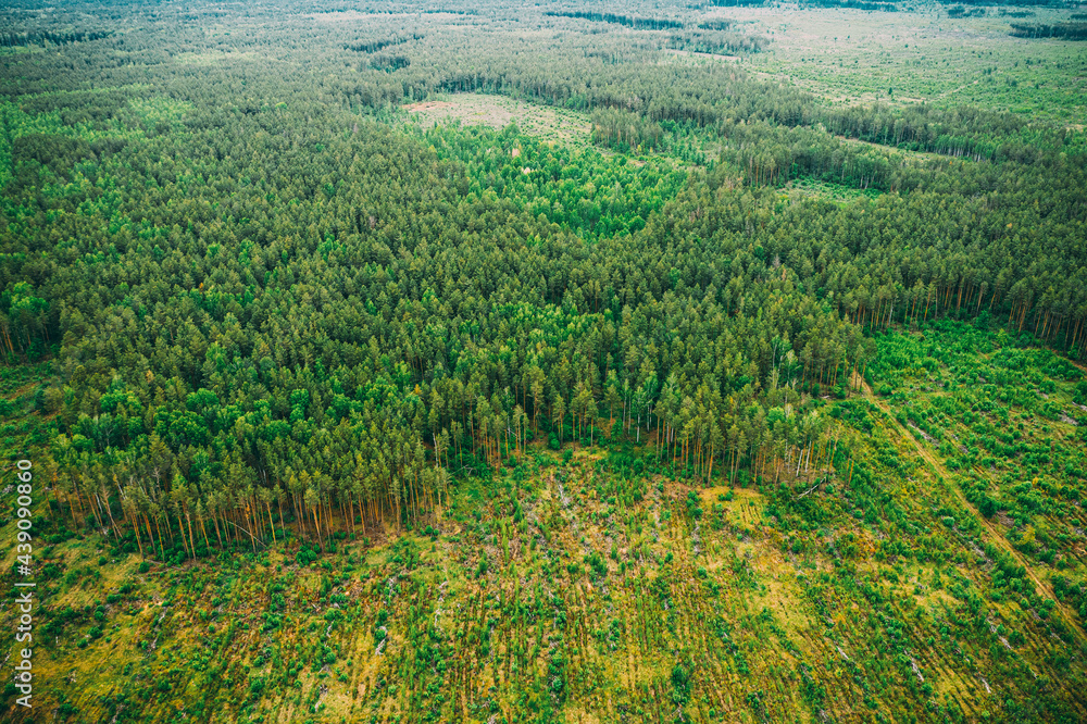 Aerial View Of Deforestation Area Landscape. Green Pine Forest In ...