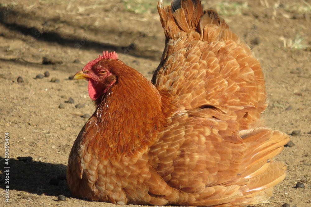 A closeup photograph of a beautiful hen chicken with brown feathers ...